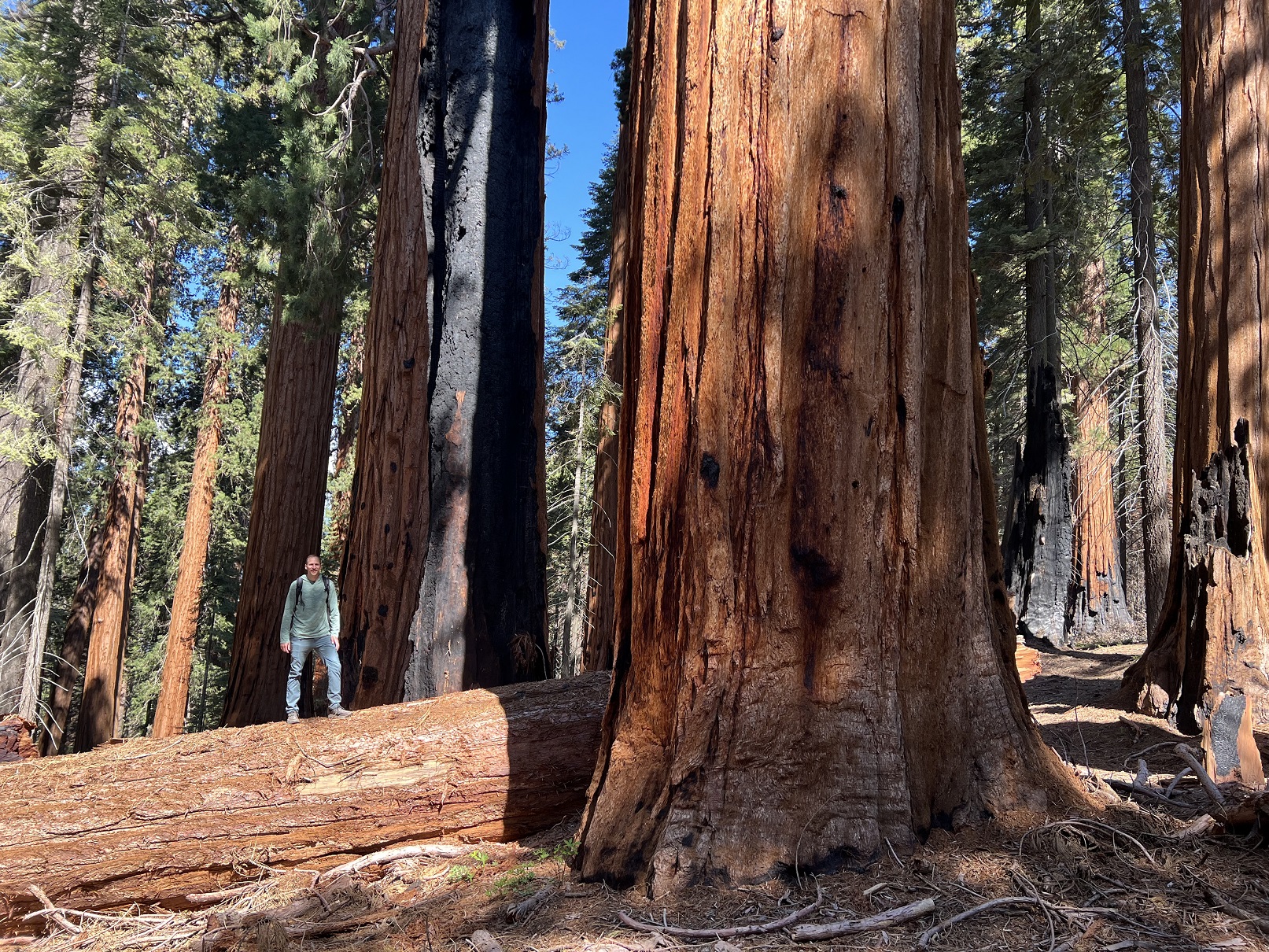 Sequoia engineering amongst giant Sequoia trees! - Sequoia ...