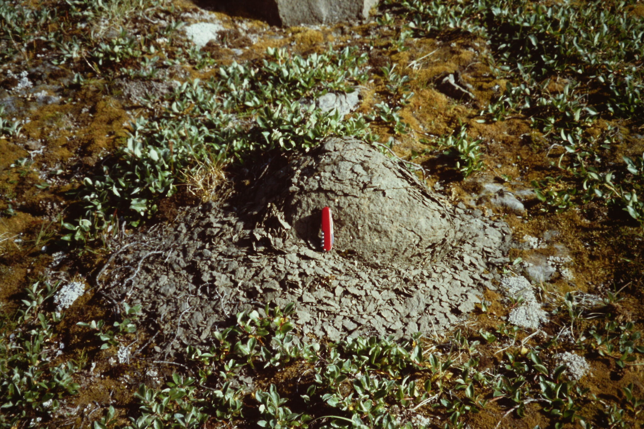 Suspended sediment, detritus, tripton, plankton: Oh my! - Sequoia ...