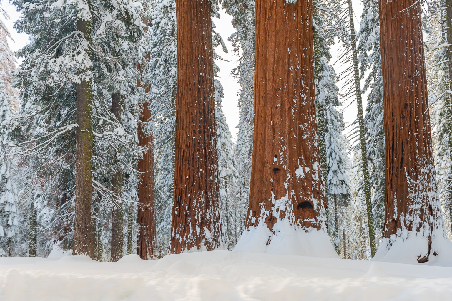 Season's Greetings! (Office Schedule) - Sequoia ScientificSequoia ...